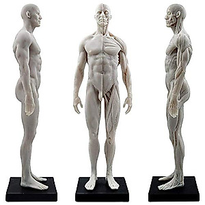 Human Body Musculoskeletal Anatomical Model for Study and Teaching (30CM2)