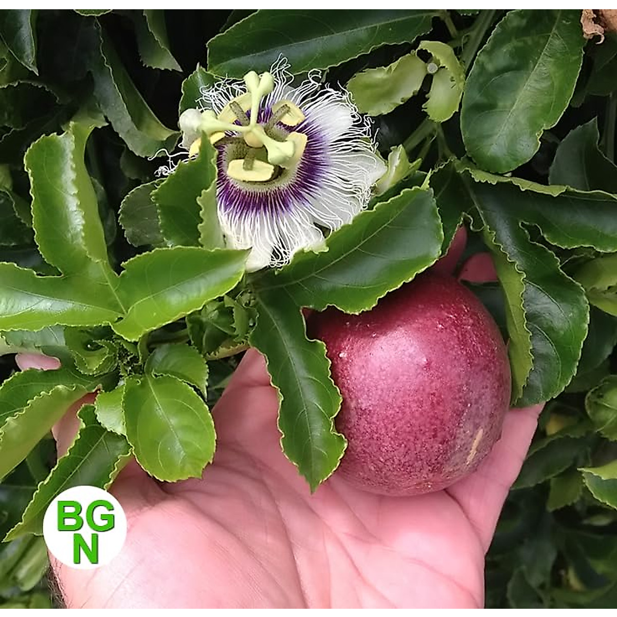 Cold Hardy 'Red Rover' Edible Passiflora Edulis - Edible Purple Passion Flower Fruit Vine - Live Plant