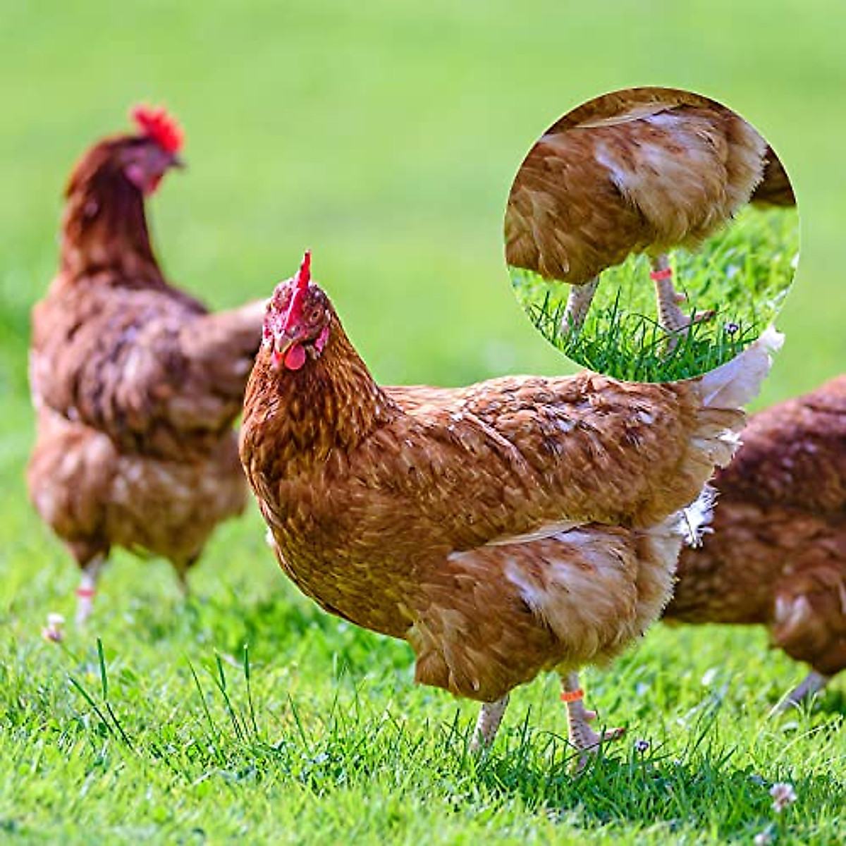 Haokaini 100 Pcs Poultry Leg Rings Chicken Identification Leg Bands Rings Foot Ring Bands Bird Clip Poultry Leg Bands for Pigeon Chicks Bantam Chicken