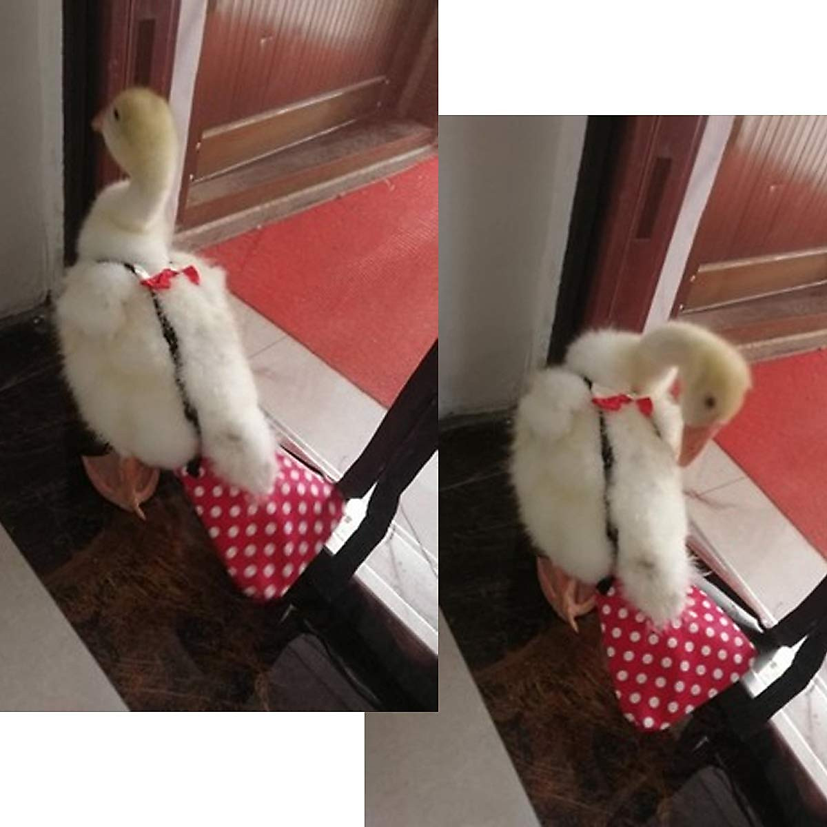 Bonaweite Pet Diaper Nappy Poultry Cloth for Goose Duck Hen Chicken Fashionable