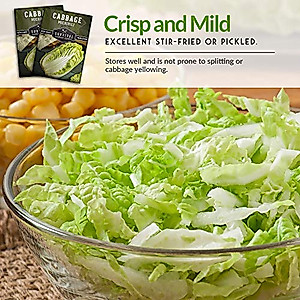 Survival Garden Seeds - Michihili Napa / Nappa Cabbage Seed for Planting - Pack with Instructions to Plant and Grow Brassica Vegetables in Your Home Vegetable Garden - Non-GMO Heirloom Variety