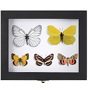 Insect Display Case Box Collection Box with Clear Top, EVA Foam Pinning Board and 100 Pieces Pins Insect Shadow Box Kit Entomology Supplies for Collecting Butterfly Specimen (Black)