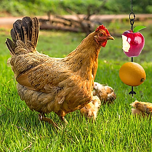 winemana 3PCS Chicken Veggies Skewer Fruit Holder for Hens Pet Chick, Coop Accessories Vegetable Hanging Feeder, Foraging Toy for Large Birds