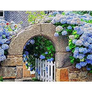 60+ Mixed Color Hydrangea Seeds for Planting, Giant Snowball Hydrangea Fast Growing Shrub, Flower Plant Wedding, Outdoor Garden - Potted Plants