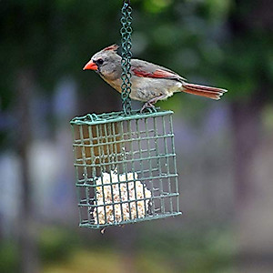 C&S Peanut Treat Suet - 11 oz.