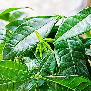 Perfect Plants Liquid Money Tree Fertilizer | 8oz. of Premium Concentrated Indoor and Outdoor Pachira Aquatica Fertilizer | Use with Containerized Houseplant Money Trees