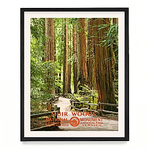 - Muir Woods National Monument Poster Print - WPA Wall Art - Travel Poster Home Décor - Housewarming Gift - 11 x 14 Unframed Art Print