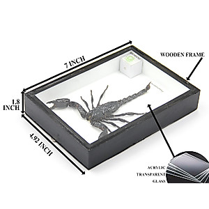 TAXIBUGS Real Exotic Poisonous Scorpion – Preserved Taxidermy Insect Bug Collection Framed in a 3D Wooden Frame as Pictured Taxidermy (Black Wooden Box)