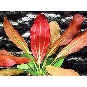 Red and Purple Plants Bundle - Red Flame Sword | Lobelia Cardinalis | Telanthera - Live Aquatic Plants