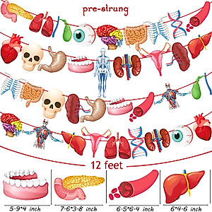 4pcs Human Anatomy Body Part Theme Banners Human Anatomy Party Decorations Body Part Party Supplies for Doctors Birthday Party Nurse Graduation Party Supplies