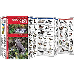 Arkansas Birds: A Folding Pocket Guide to Familiar Species (Nature Observation North America)