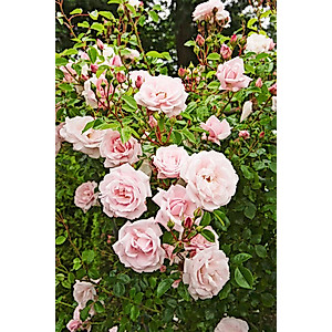10 Pink Climbing Rose Flower Seeds, Rose Seeds for Planting, Rose Shrub Flower Bush Perennial Ornament Garden