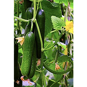 TomorrowSeeds - Persian Cucumber Seeds - 30+ Count Packet - Lebanese Middle Eastern Cucumbers Beit Alpha F1 Hybrid Burpless Kirby Garden