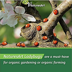 1500 Live Ladybugs - Good Bugs for Garden - Ladybug for Greenhouse - Guaranteed Live