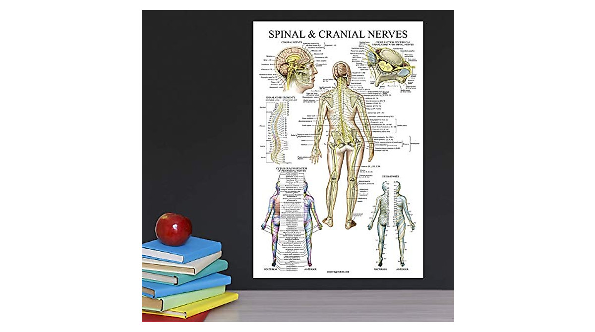 Spinal Nerves Anatomical Chart | Laminated Spine Anatomy Poster