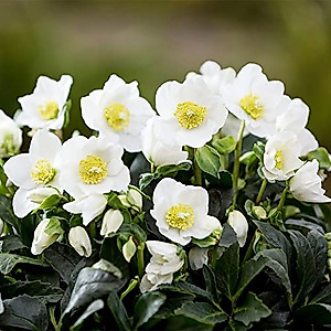 QAUZUY GARDEN 20+ Seeds Lenten Christmas Rose Seeds Black Hellebore (Helleborus Niger) Seeds- Perennial Evergreen Winter Flower - Easy to Grow