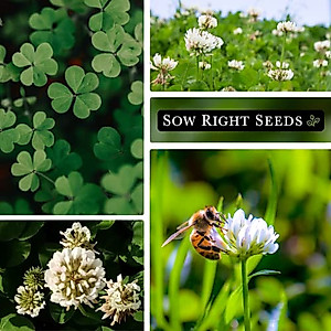 Sow Right Seeds - White Dutch Clover Seed for Planting - Cover Crops to Plant in Your Home Garden - Nitrogen Fixer - Clover Seeds Ground Cover - Non-GMO Heirloom Seeds - Gardening Gift