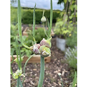 25 Egyptian Walking Onion Bulbs Walking Onion Egyptian Onion Bulbs