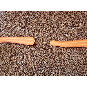 Mealworms 100 Gut Loaded !!! (1/2" - 1") by DBDPet | Live Arrival is Guaranteed