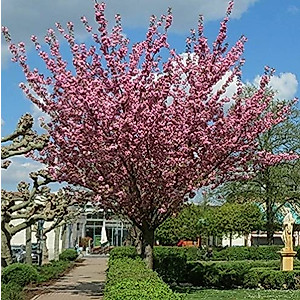 VAACNEE 10pcs Japanese Cherry Blossom Seed Tree Seeds