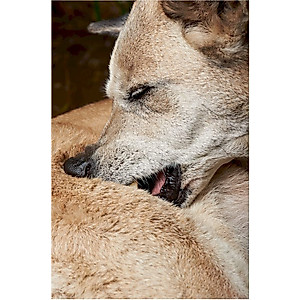 Aroma Paws Hot Spot Relief Balm - Dog Skin Soother Balm for Hot Spots, Skin Irritation, and Dry Skin - Itchy Skin Relief and Hot Spot Treatment for Dogs - Safe for Dogs and Puppies - 2oz