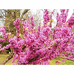 Judas Tree Bonsai European Redbud Tree of Love Flowering Cercis Siliquastrum Sakura 15 Seeds for Planting
