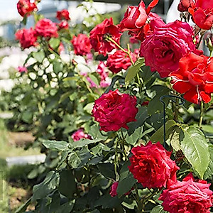 Lunhans 12 Pack Plant Support Stakes with 24 Pcs Plant Clips,Single Stem Support Stake Plant Cage Support Ring for Garden Flowers Rose Tomatoes Peony Lily Rose Herbs Vegetable (15.7 inch)