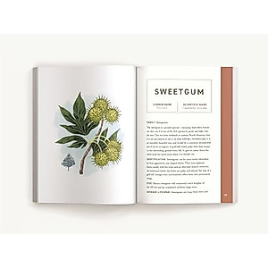 Trees: An Illustrated Field Guide (Illustrated Field Guides)