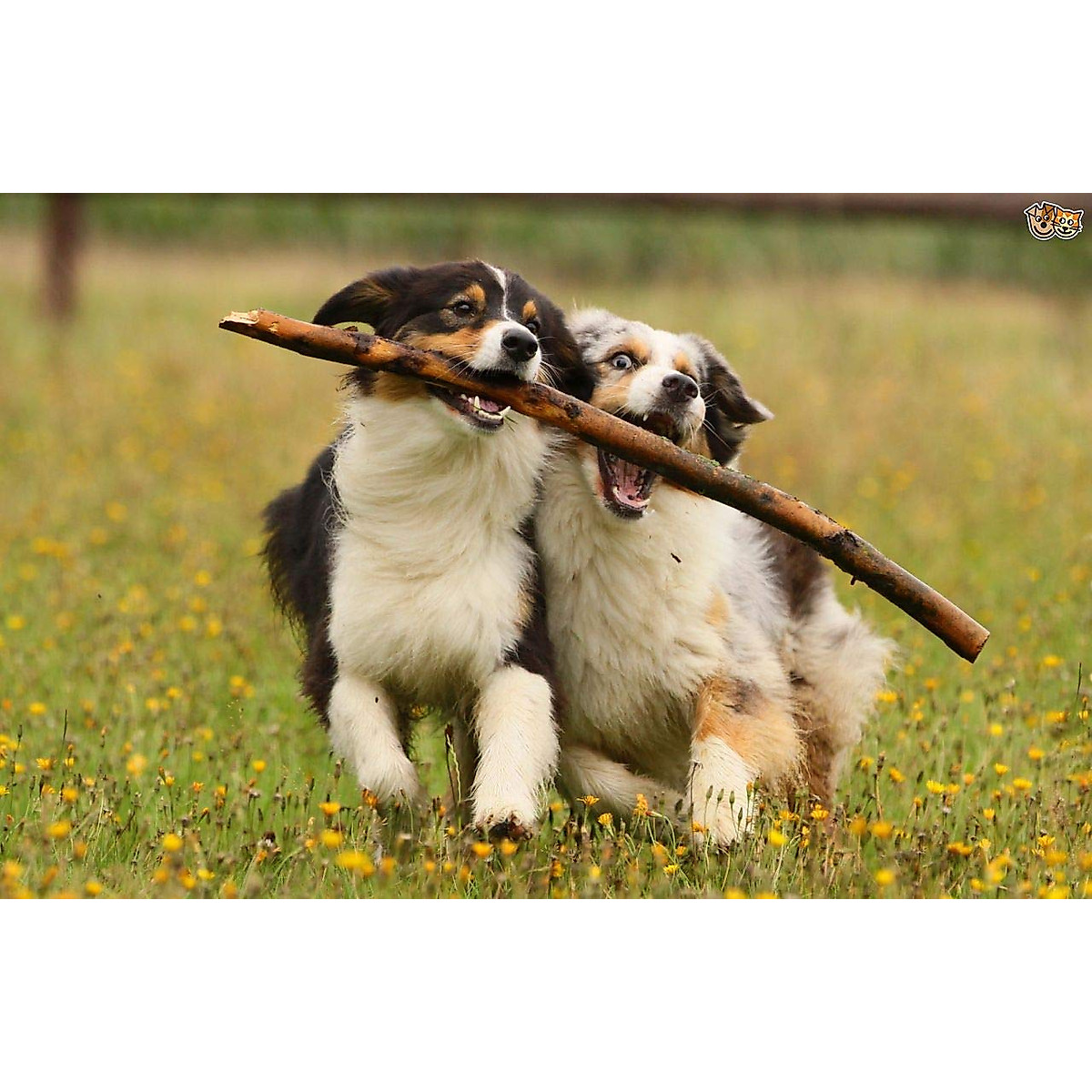 Dog Hair and Skin Supplements - Dogs Total Health Complex - Hair Coat Skin Teeth Gums Eye Urinary Support - Immune Booster - Vitamin c for Dogs Pills - 120 Tablets (2 Bottles)