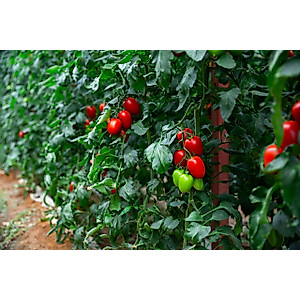 300+ Roma Tomato Seeds - Heirloom Non-GMO USA Grown Premium Seeds for Planting by RDR Seeds