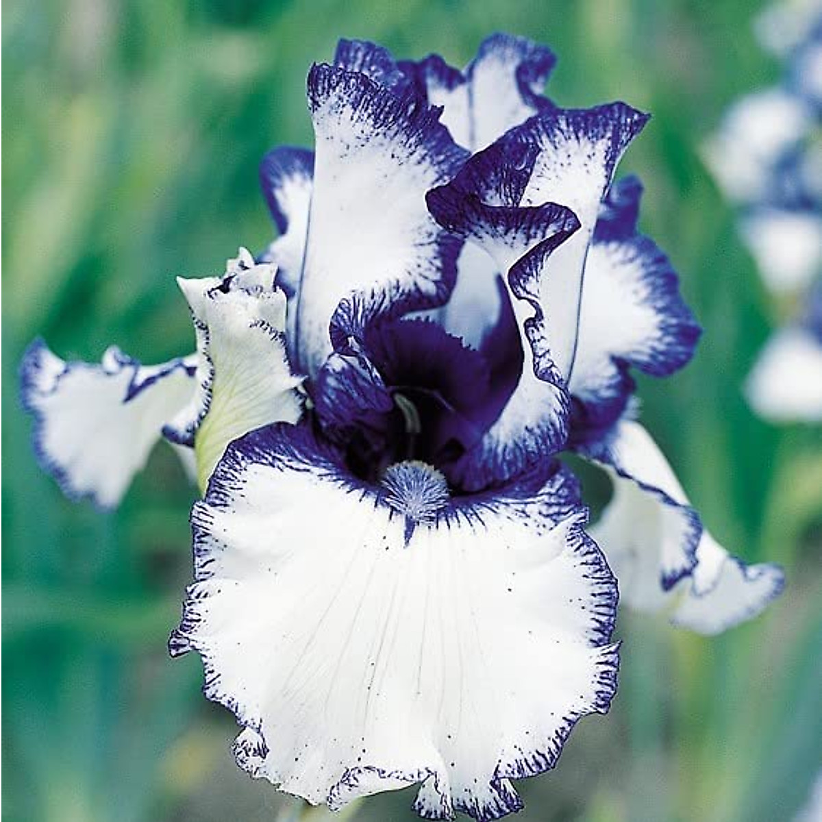 35pcs Rare Heirloom Iris Seeds - Beautiful and Colorful Blooms for Your Garden - Multi-Varieties