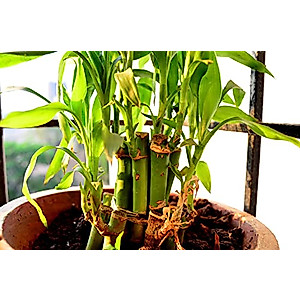Bamboo Bonsai Plant Potting Soil Mix Peat Moss & Perlite (½ Gallon / 2 quarts). Repot Ficus, Lucky Bamboo Soil