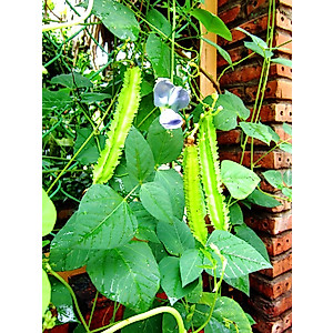100 Winged Bean Seeds - Đậu Rồng - Aka. Dragon Bean, Four Angled Bean, Cigarillas, Goa Bean, Manila Bean, Princess Bean - Non GMO, Untreated, Heirloom DIY Plant Seedling Garden