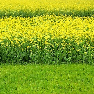 CHUXAY GARDEN Brassica Nigra,Black Mustard Annual Spice Herb Plant 150 Seeds Yellow Lovely Flower Beautiful Delicious Nutritious Easy Grow