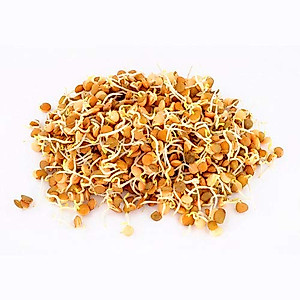 Nature Jims Sprouts 3 Bean Seed Mix - Certified Organic Green Pea, Lentil, Adzuki Bean Seeds for Planting - Non-GMO Vegetable Seeds - Resealable Bag for Freshness - Fast Sprouting Bean Seeds - 16 Oz