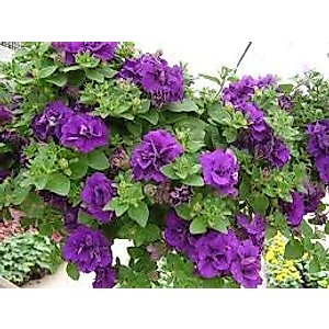 100 Double Wave Blue Velvet Petunia Seeds