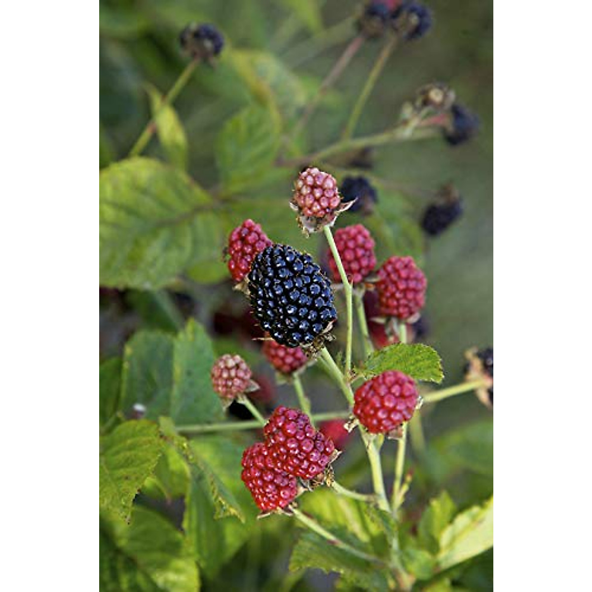 Espoma Organic Berry-Tone 4-3-4 Natural & Organic Fertilizer and Plant Food for All Berries. 4 lb. Bag. Use for Planting & Feeding to Promote Bountiful Harvest - Pack of 2