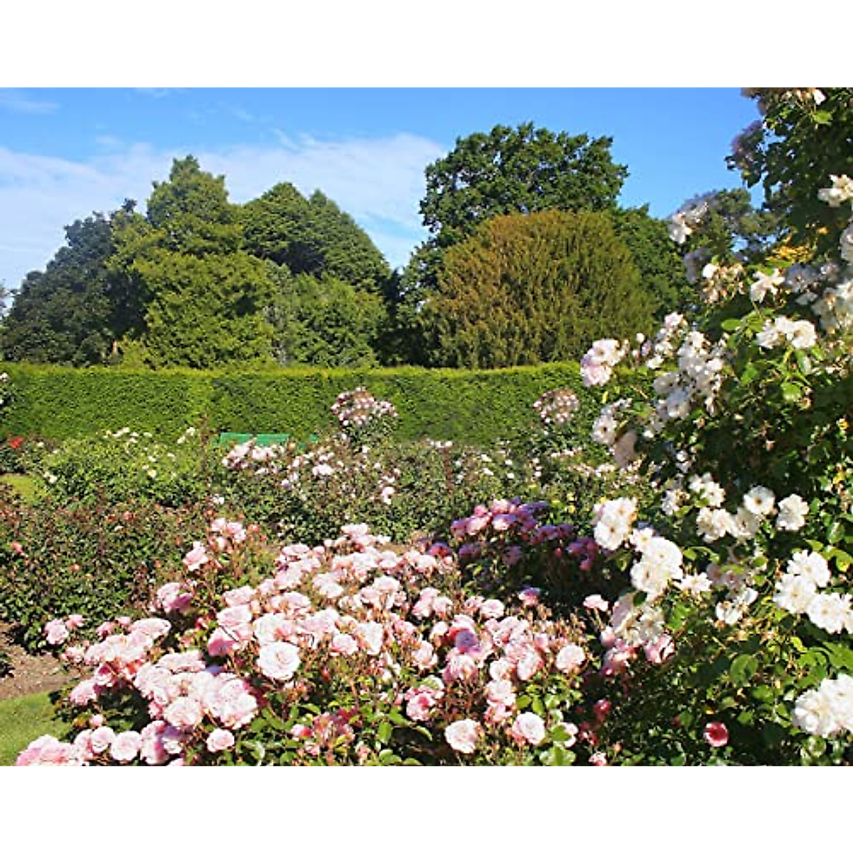 200+ Mixed Color Rose Seeds for Garden Planting 16 Varieties of Bush Perennial Shrub Heirloom 90% Germination Rate Open Pollinated Wonderful Gardening Gifts