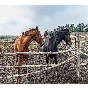 AOLAMIGOD Wall Mount Horse Tie Ring, Cross Tie Rings for Horses, 2 inch Tie Ring Plate Zinc Plated 2 Pack