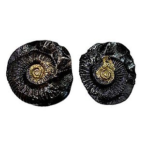 Divya Shakti Very Rare Lakshmi Narayanam Shaligram/Salagram ji from Gandaki River Nepal