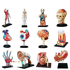 Anatomy Model of Human Internal Organs—Anatomical Model of Human Pregnancy and Pregnancy Organs—37 Parts—Science Education