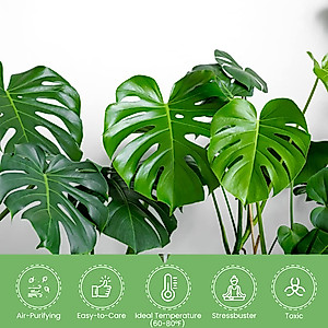 American Plant Exchange Live Monstera Deliciosa Plant with Edible Fruits, Split Leaf Philodendron Plant, Plant Pot for Home and Garden Decor, 10" Pot