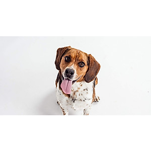 Dog Eye Rinse - Dog Ultra Vitamins - Veterinarian Recommended - Immune Support - Hair Skin Eyes and Bones Support - Dog Vitamins for Skin and Coat - 1 Bottle (90 Treats)