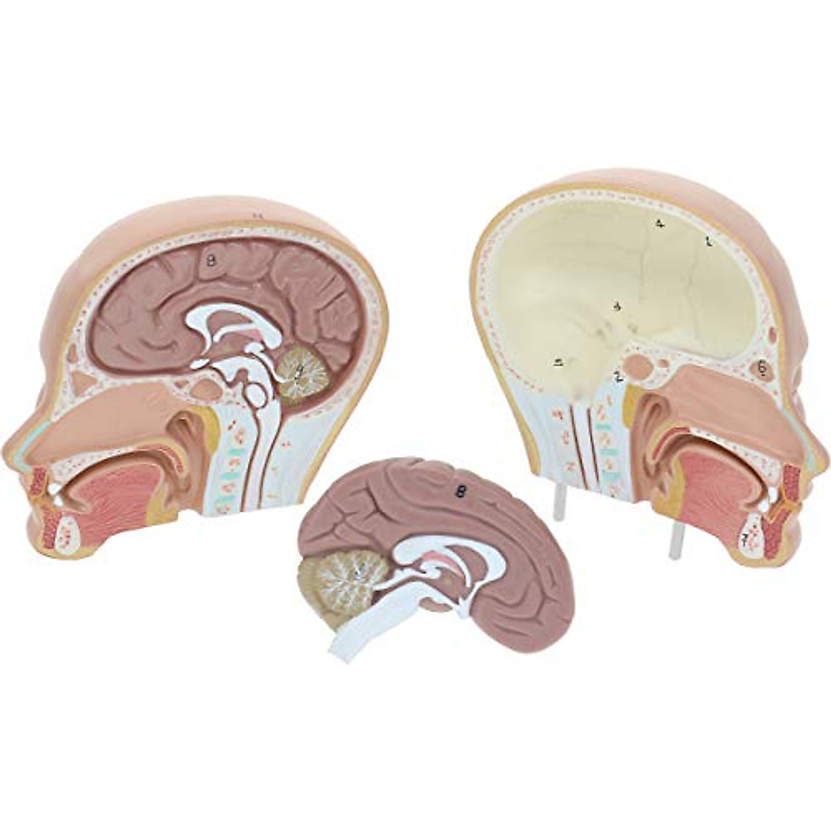 Axis Scientific 12-Part Unisex Mini Torso Anatomy Teaching Model, Includes Teaching Booklet