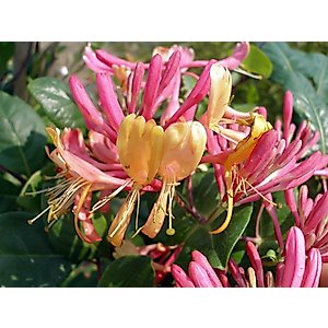 Gold Flame Honeysuckle Vine - Lonicera - Very Hardy - 2.5" Pot