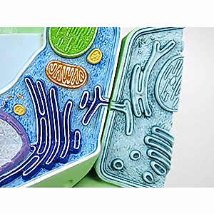 3B Scientific R05 Plant Cell Model, Magnified 500000 - 1000,000 Times, 7.9" x 4.5" x 13"