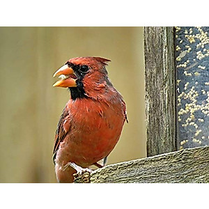 Backyard Seeds Songbird Blend Bird Seed Great Variety (50 Pounds)