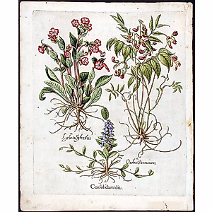 [Bugle] Consolida media; [Spring vetchling] Orbus Pannonicus; [Red campion] Lychanis Sylvestris