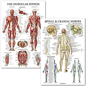 Palace Learning Muscular System & Spinal Nerves Anatomical Poster Set - LAMINATED - 2 Poster Set - Muscle and Spinal Nerves Anatomy Chart Set 18" x 24" (Muscle/Spine)