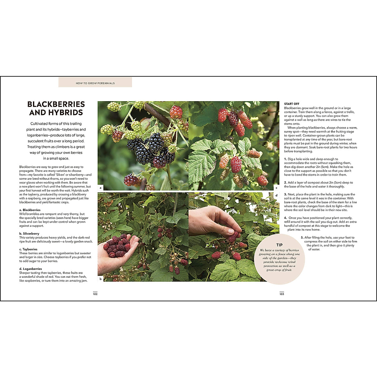 Grow Food For Free: The sustainable, zero-cost, low-effort way to a bountiful harvest